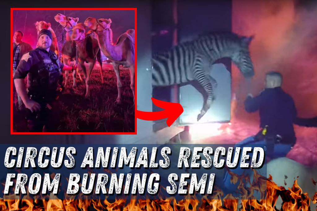 WATCH: Zebras, Camels, and Circus Animals Rescued From Burning Semi